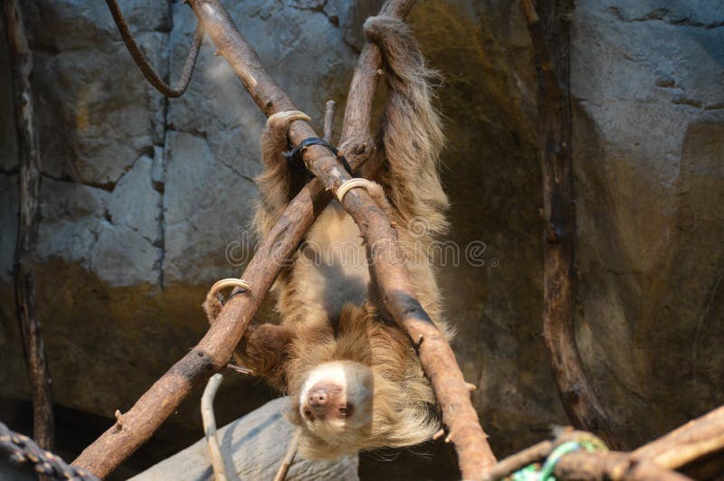 Sloth on a tree stock image. Image of toed, travel, rancho - 1464707