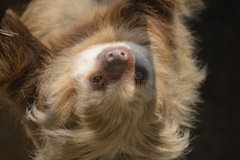 Sloth on the tree branch stock image. Image of brown - 133499227