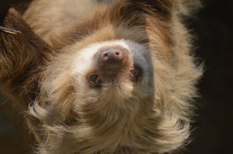 Sloth on the tree branch stock photo. Image of belly - 133499788
