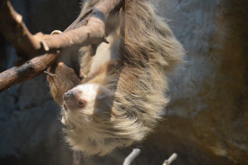 Sloth on the tree branch stock photo. Image of strong - 133505206