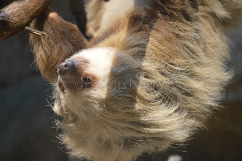 Sloth on the tree branch stock photo. Image of alert - 133505878