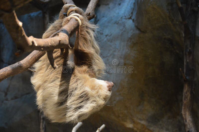 Sloth on the tree branch stock photo. Image of looking - 133507708