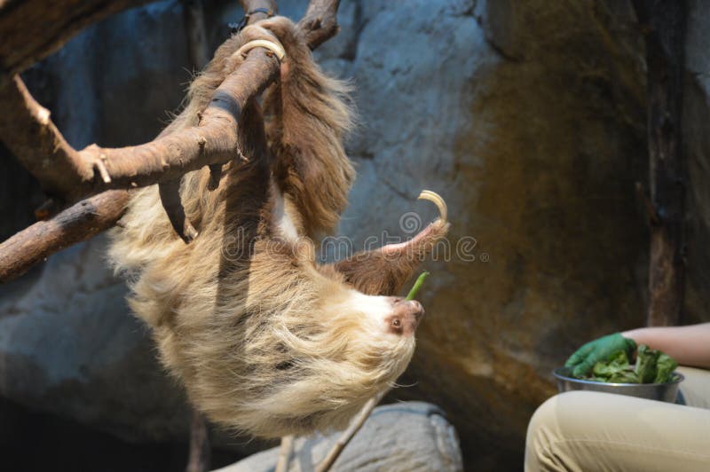 Sloth on the tree branch stock image. Image of eyes - 133511235