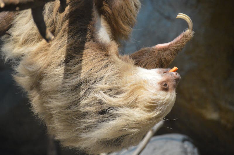 Sloth on the tree branch stock photo. Image of brown - 133511796