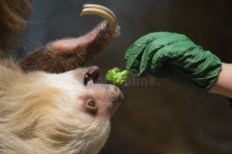 Sloth on the tree branch stock photo. Image of belly - 133512572