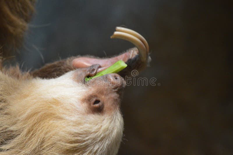 Sloth on the tree branch stock image. Image of perspective - 133513171