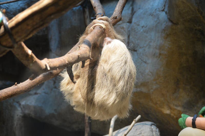 Sloth on the tree branch stock photo. Image of brown - 133513398