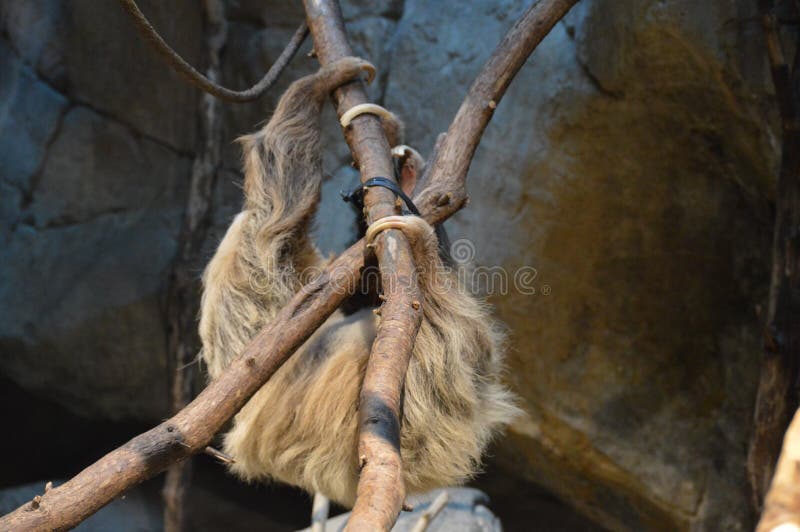 Sloth on the tree branch stock photo. Image of eating - 133514696