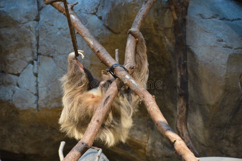 Sloth on the tree branch stock photo. Image of alert - 133515318