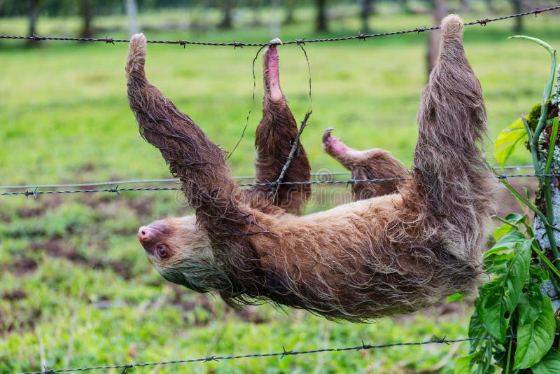 177 Sloth Relaxing Stock Photos - Free & Royalty-Free Stock Photos from ...