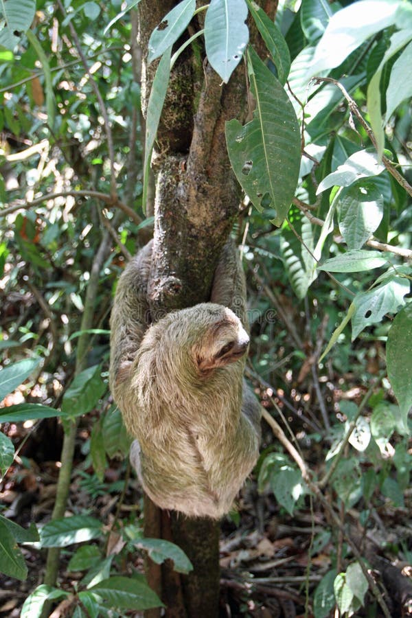 Sloth on a tree stock image. Image of toed, travel, rancho - 1464707