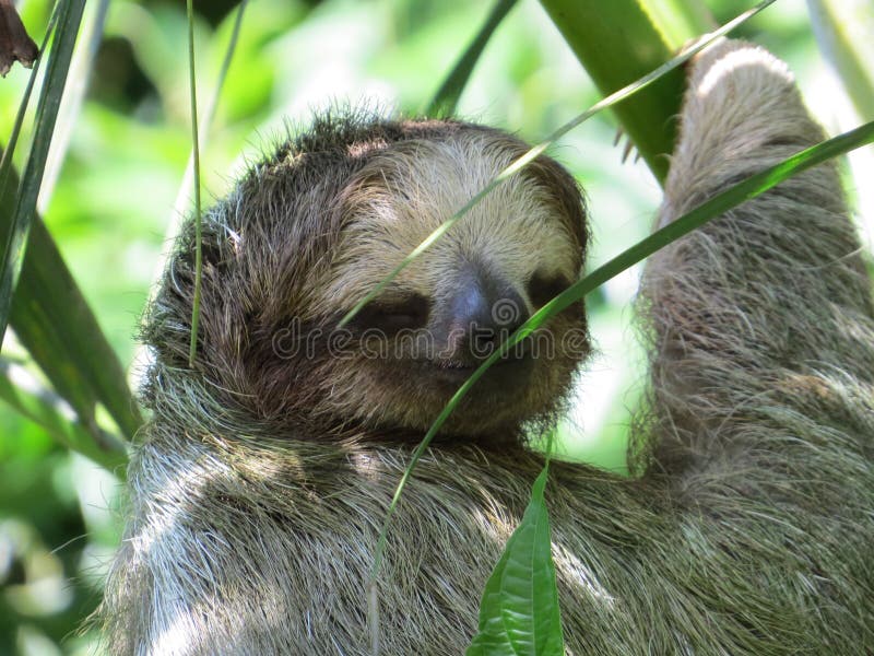 Sloth stock image. Image of forest, costa, grass, rica - 47213387