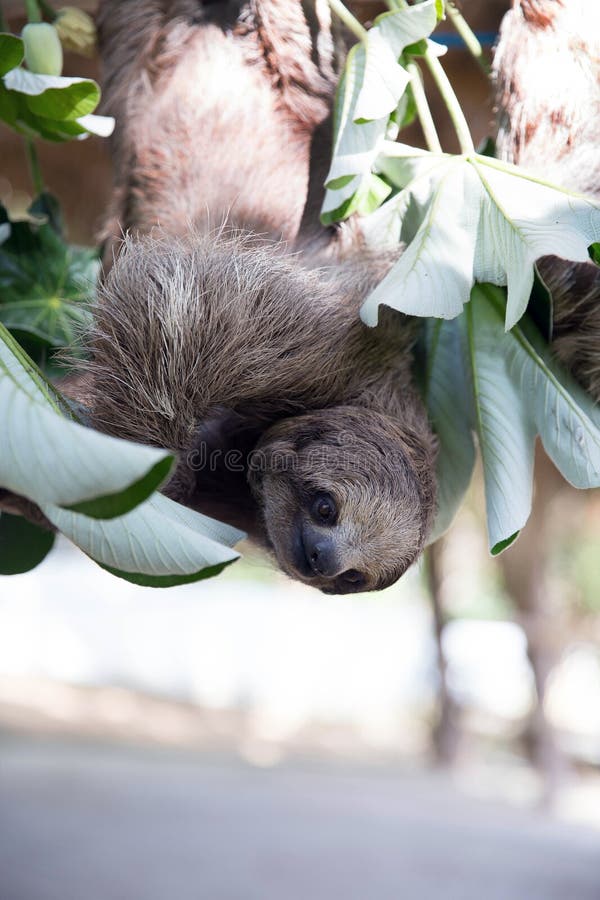 Sloth in a Tree stock image. Image of hibiscus, plants - 185975289