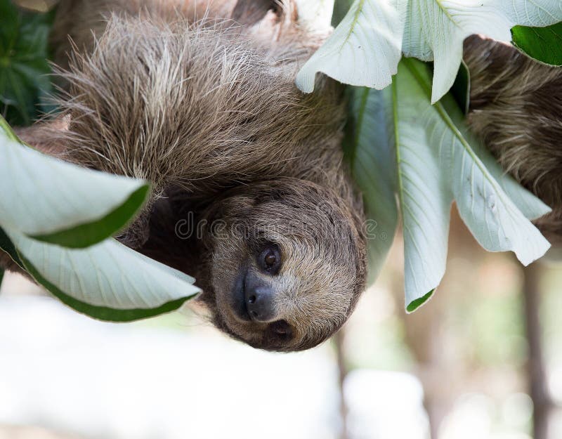 Sloth in a Tree stock image. Image of gardens, central - 185975307