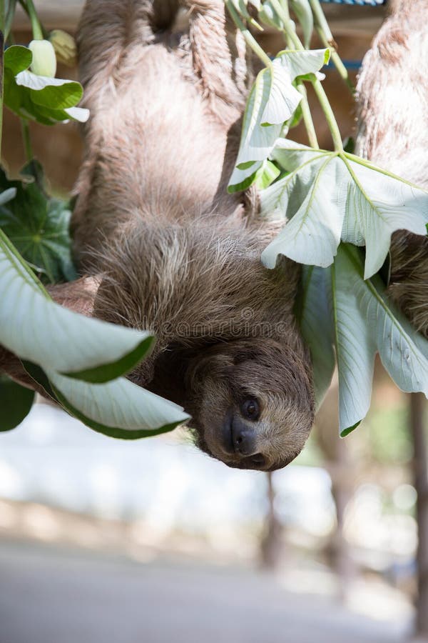 Sloth in a Tree stock photo. Image of central, hibiscus - 185975316