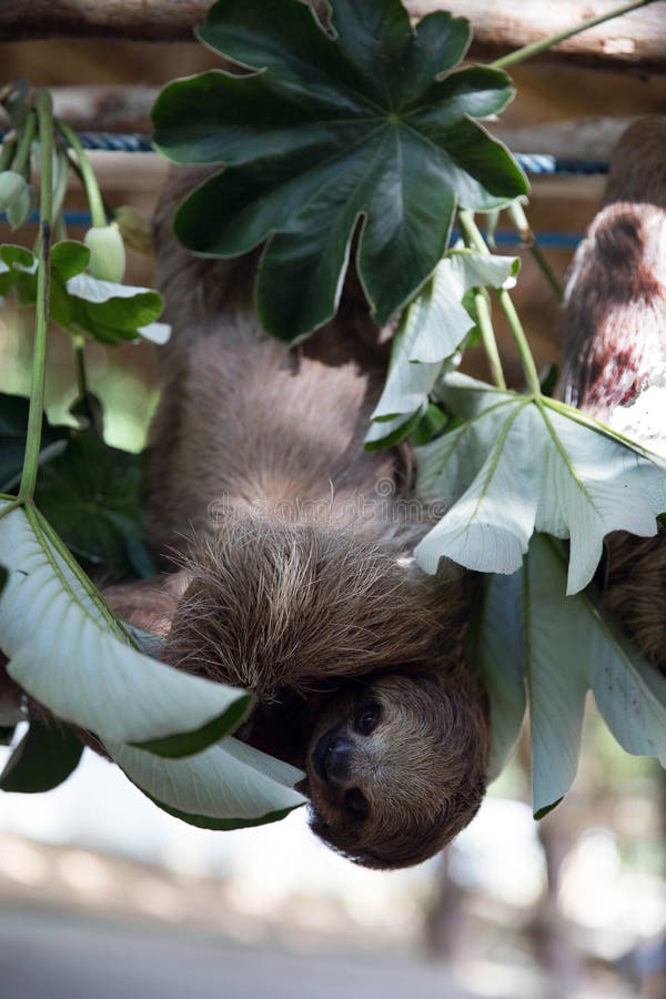 Sloth in a Tree stock image. Image of light ...