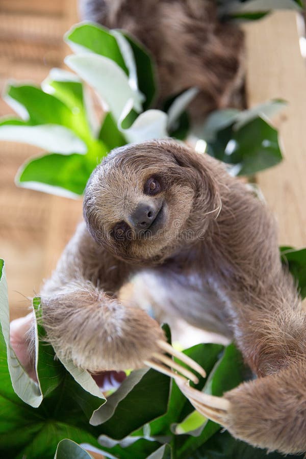 Sloth in a Tree stock photo. Image of hibiscus, folivora - 185975434