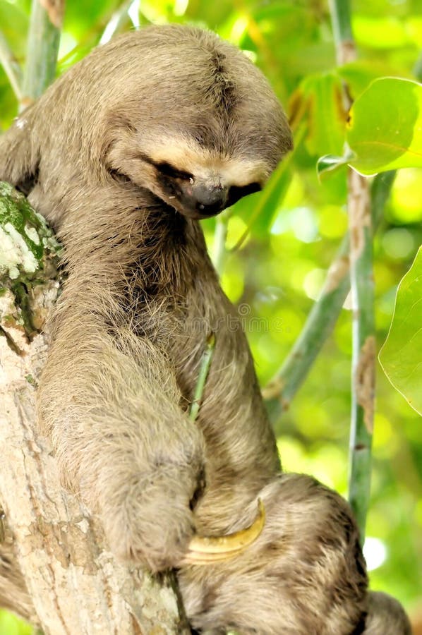 Sloth on a Tree Looking at Claw Stock Photo - Image of forest, nature ...