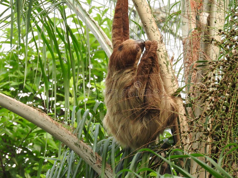 Sloth Folivora or Pereza stock photo. Image of tree, pereza - 9607744