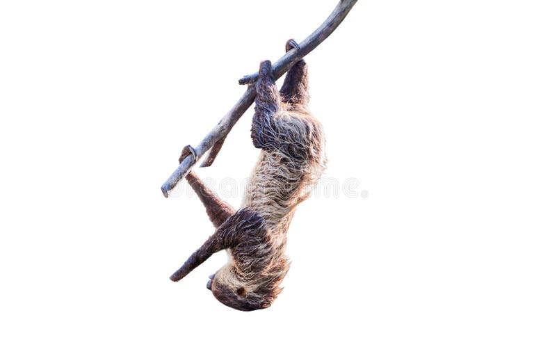 1,489 White Sloth Meme Stock Photos - Free & Royalty-Free Stock Photos ...