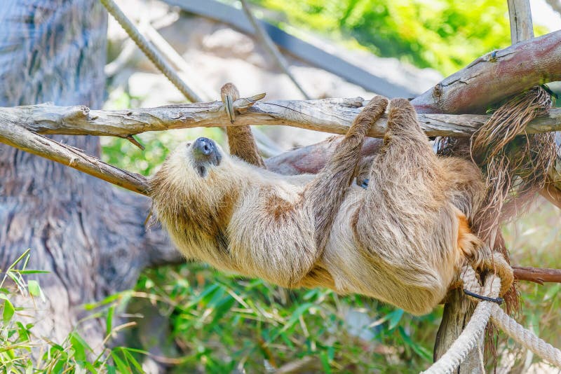 Specialized Physical Characteristics Stock Photos - Free & Royalty-Free ...