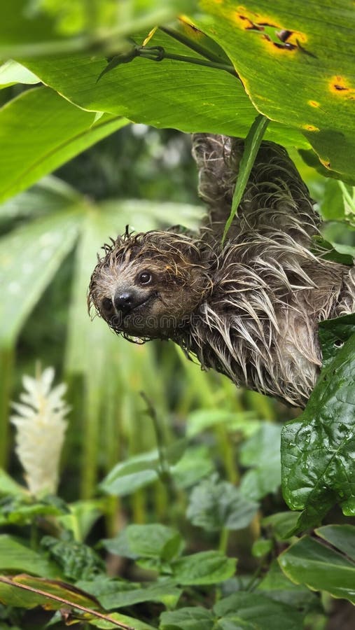 Sloth in the Wild Costa Rica Stock Image - Image of insect, mammal ...