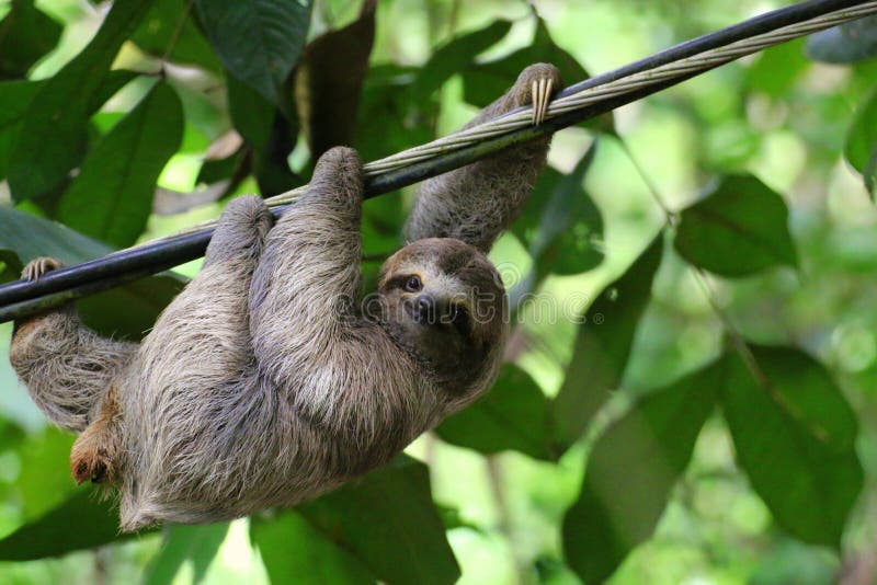 Young 3 Toed Sloth in Its Natural Habitat. Amazon River, Peru Stock ...