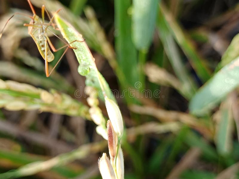 Sloths are Pests To Rice and Enemies To Farmers Stock Photo - Image of ...