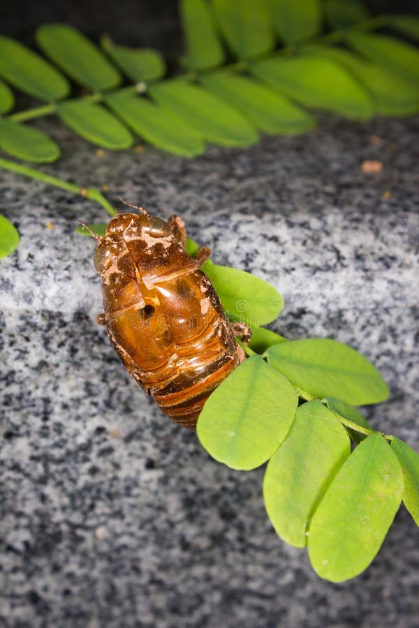 Slough Della Cicala Nel Ramo Fotografia Stock - Immagine di dintorni ...