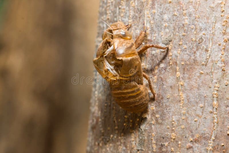 Slough Off, Molt Of Cicada,insect Molting Stock Image - Image of green ...
