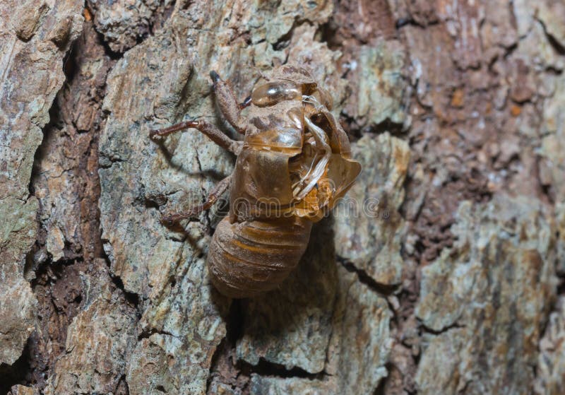 Slough Off, Molt of Cicada,insect Molting Stock Photo - Image of green ...