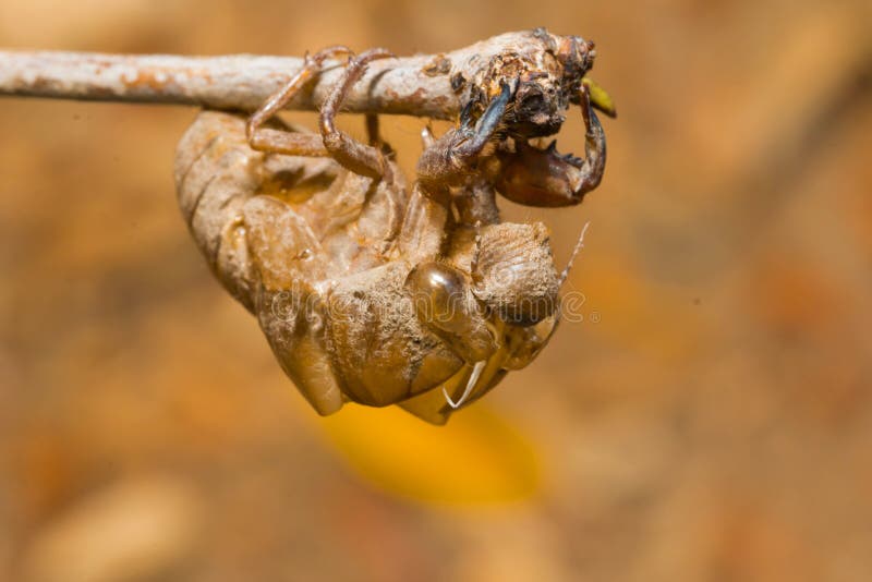 Slough Off, Molt of Cicada,insect Molting Stock Image - Image of green ...