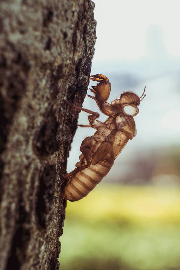 Slough Off, Molt of Cicada on Tree in Nature, Insect Molting Stock ...