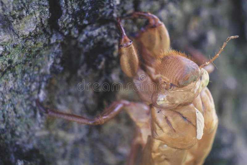 Slough Off, Molt of Cicada on Tree in Nature, Insect Molting Stock ...