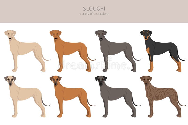 Sloughi Coat Colors, Different Poses Clipart Stock Vector ...