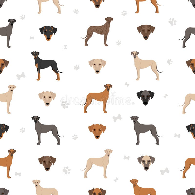 Sloughi Coat Colors, Different Poses Seamless Pattern Stock Vector ...