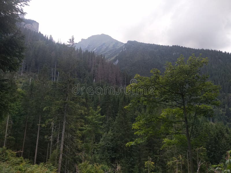 Slovak forest stock photo. Image of slovak, nature, forest - 162202142