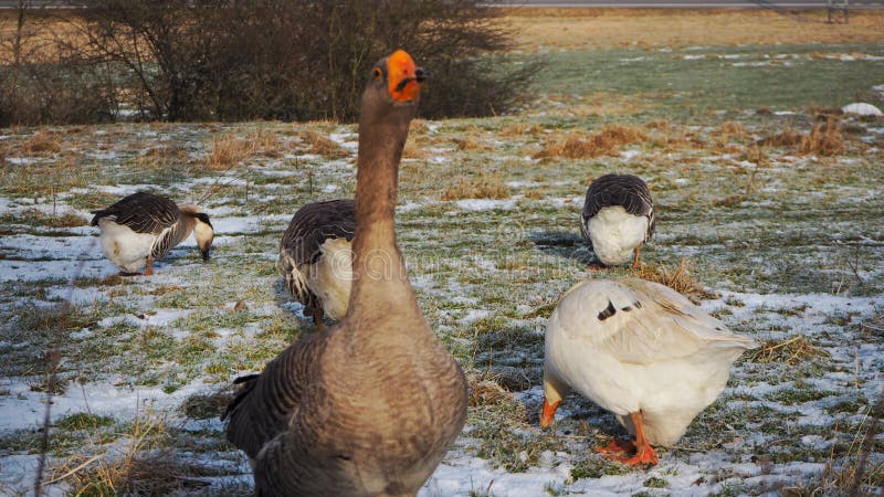 Goose on the Farm in Winter Stock Photo - Image of fowl, isolated ...