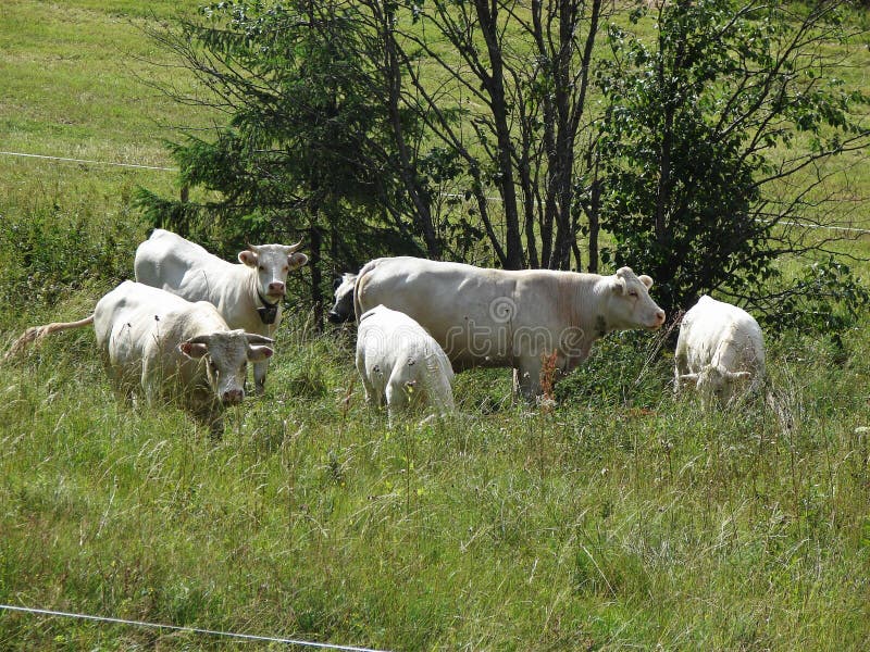 Slovakia stock photo. Image of walk, view, trip, mountains - 69998254