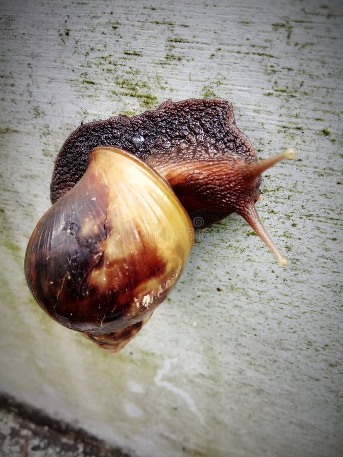 Slow Animal Land Slug with a Sturdy Shell Stock Photo - Image of animal ...