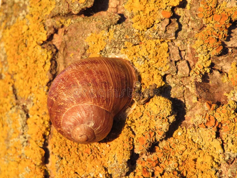 Slow Animal Shell Shell House Antennae Trail Stock Image - Image of ...