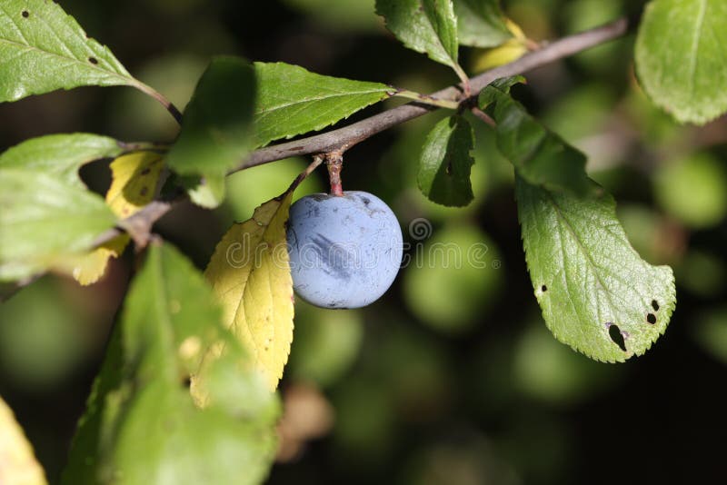 Sloe stock image. Image of sunshine, fall, sloe, shillelagh - 159443003