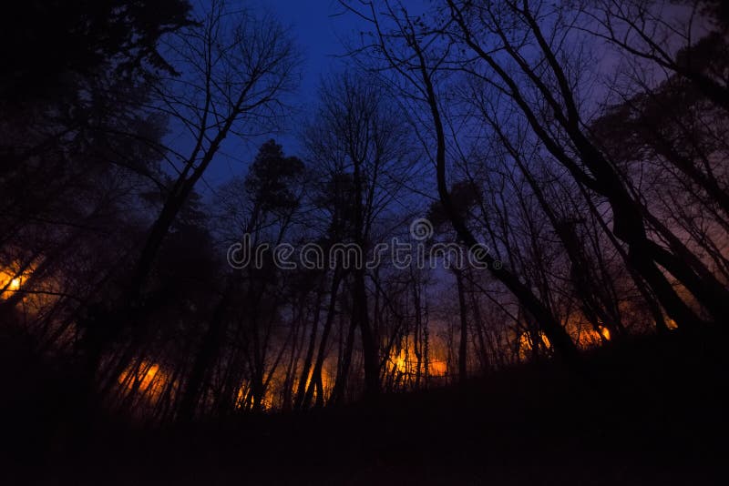Slow Burn Forest Fire at Night Stock Image - Image of orange, forest ...