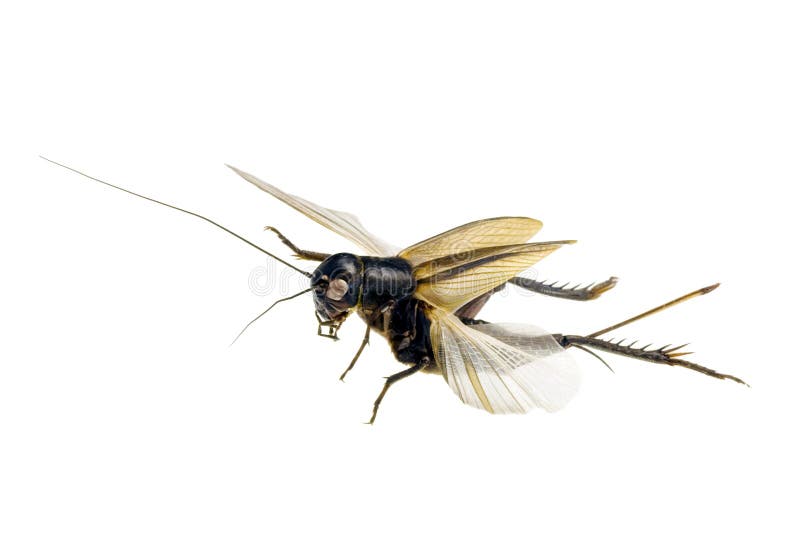 Slow-chirping Cricket, Lepidogryllus Comparatus Stock Image - Image of ...