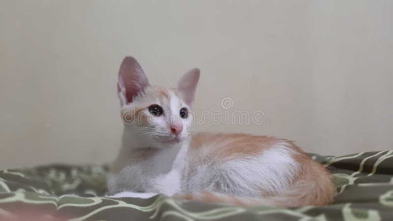 Slow cute kitten stock photo. Image of animal, kitten - 202615256