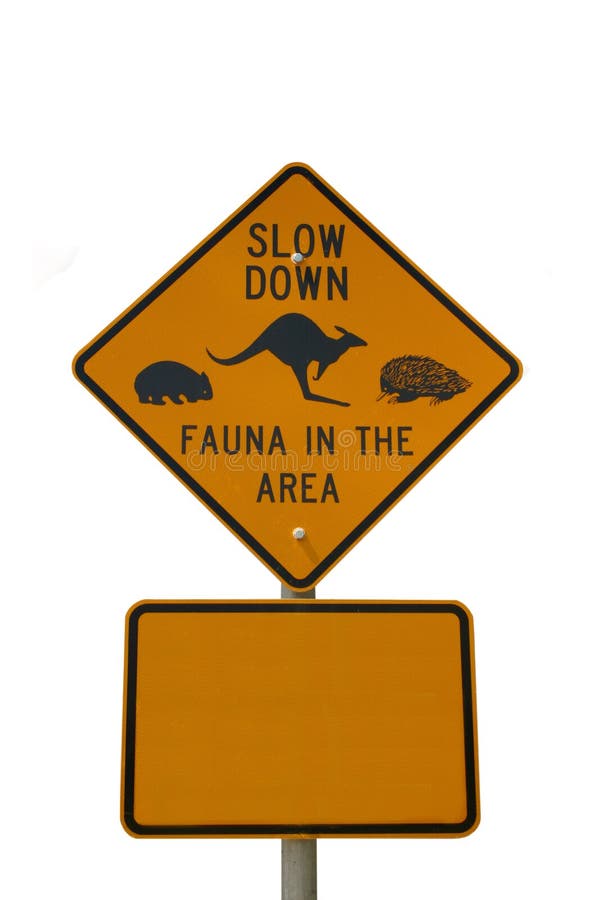 Slow Down Fauna Sign Isolated on White Stock Image - Image of orange ...