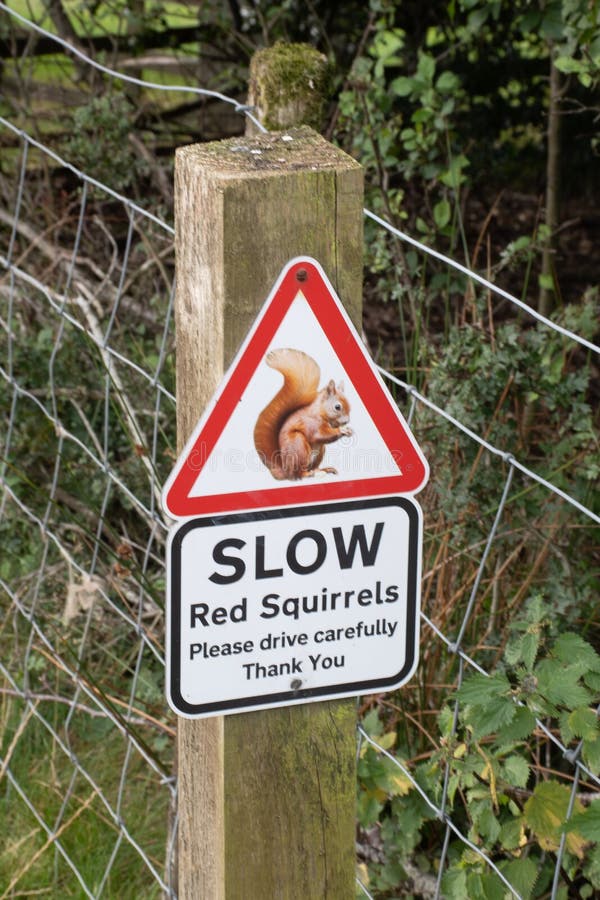 Slow Down for Red Squirrels Sign Stock Image - Image of information ...