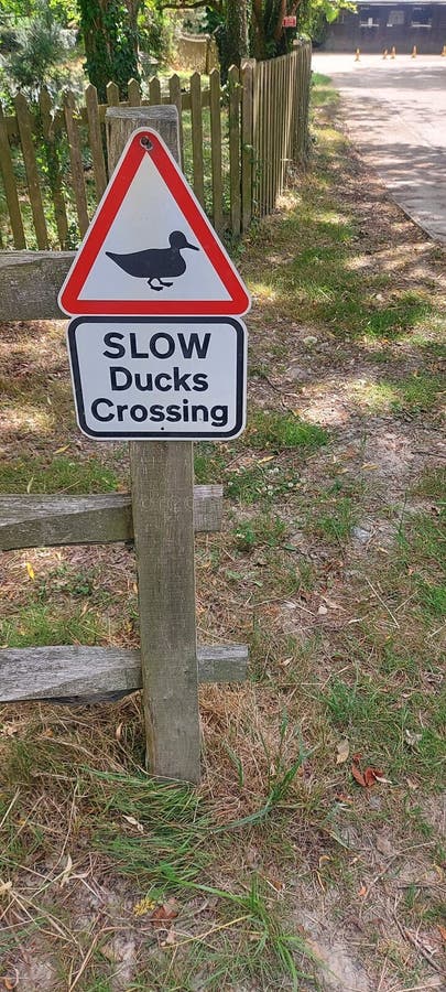 Slow ducks crossing sign. stock photo. Image of slow - 388777900