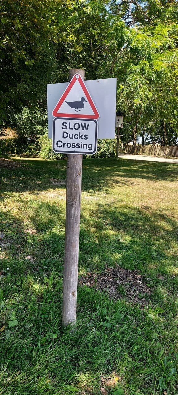 Slow Ducks Crossing Warnings Sign. Stock Image - Image of bird, road ...