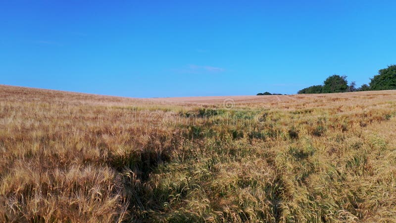 Top View of a Wheat Field Destroyed by a Thunderstorm. Stock Video ...